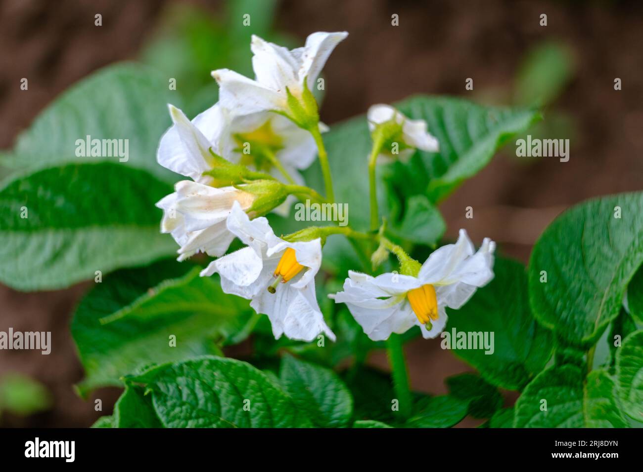 Potato flowers blooming in agriculture organic farm. potato farming and ...