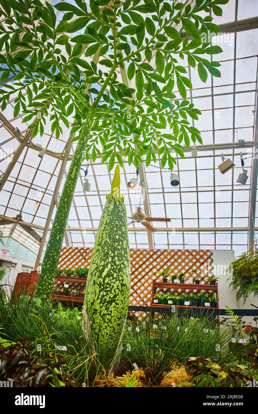 Corpse plants hi-res stock photography and images - Alamy