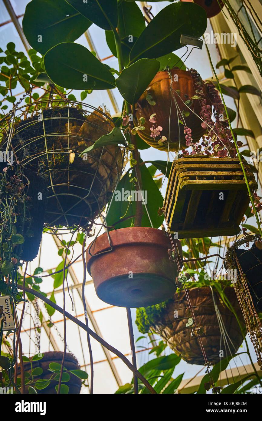 Bottom of hanging pots with plants and windows of conservatory Stock ...