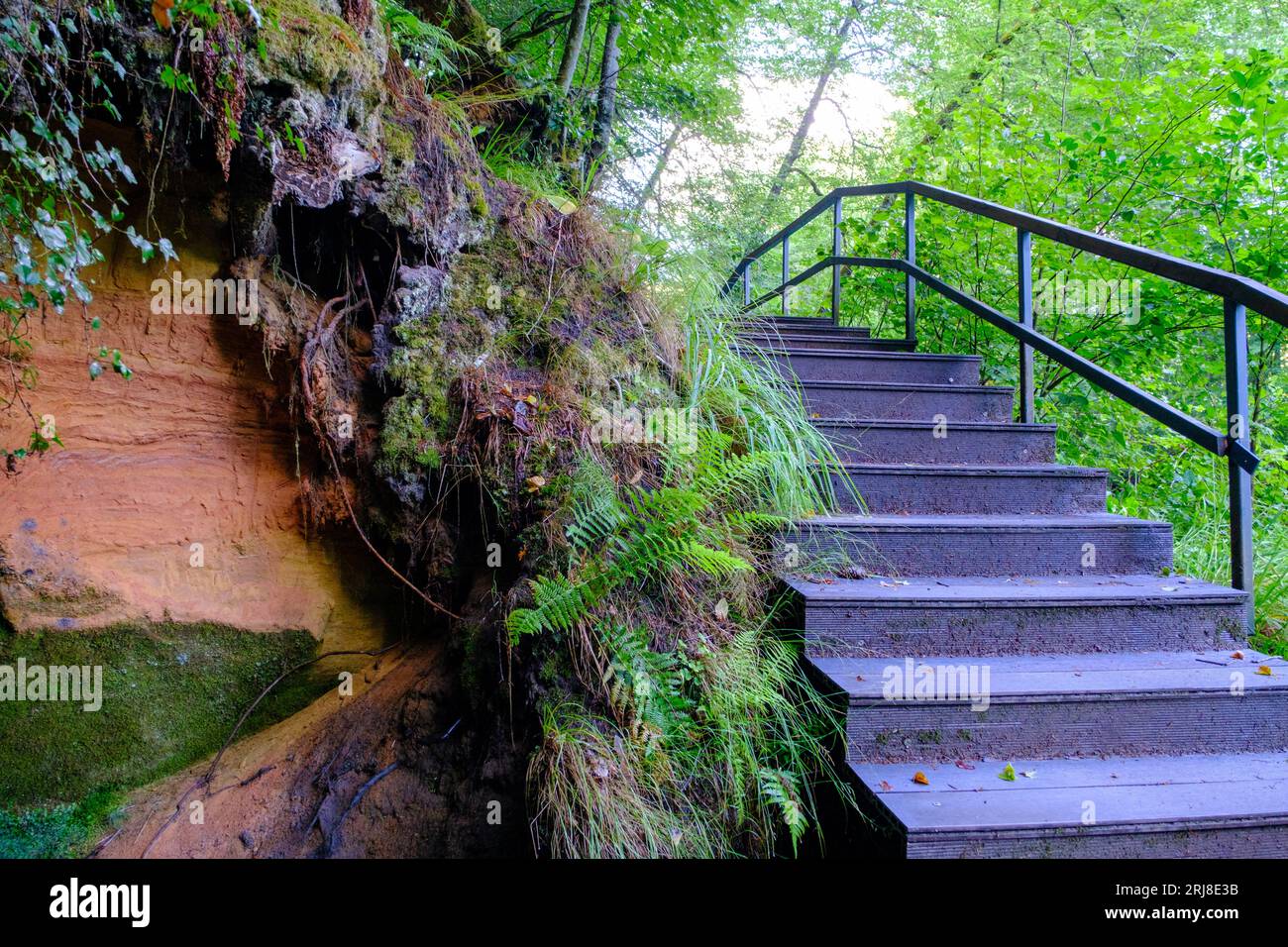 Tourist trail with wooden staircase. Wooden boardwalk tourist stairs ...