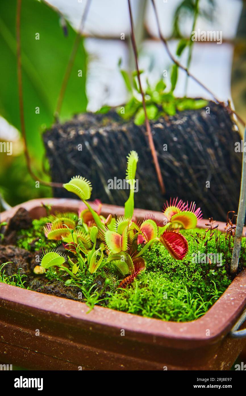 Carnivorous Venus fly trap plants in hanging planter in conservatory ...