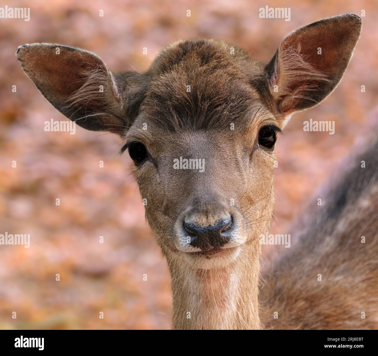 Cute Young Deer Or Young Doe Looking Straight Into The Camera,Red Deer ...