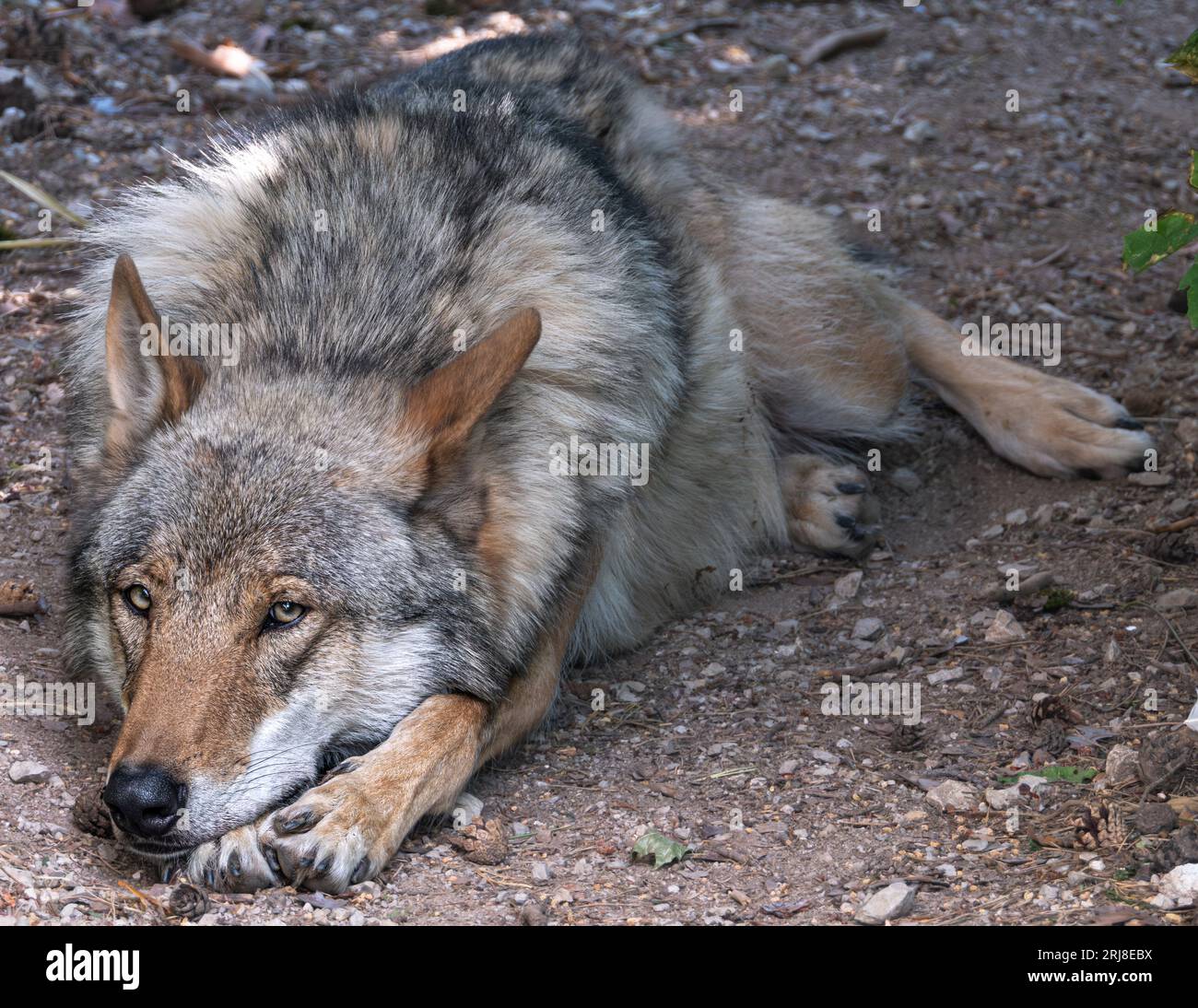 Lonewolf hi-res stock photography and images - Alamy