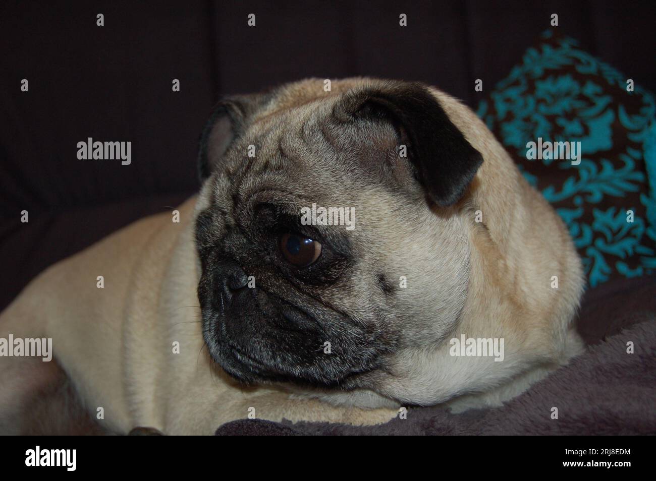 White pug hi-res stock photography and images - Alamy