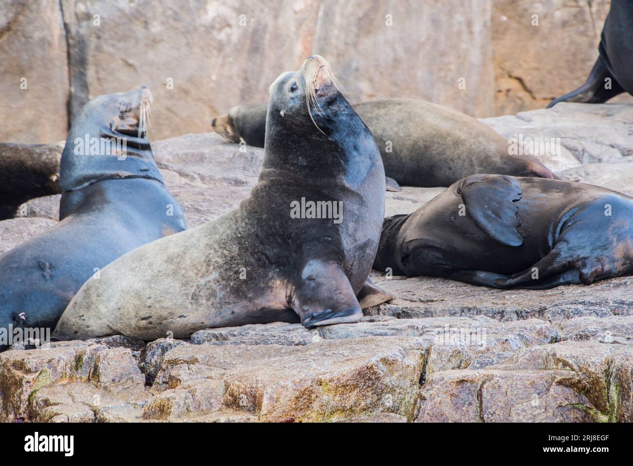 close up of basking california sea lions at cabo san lucas, baja ...