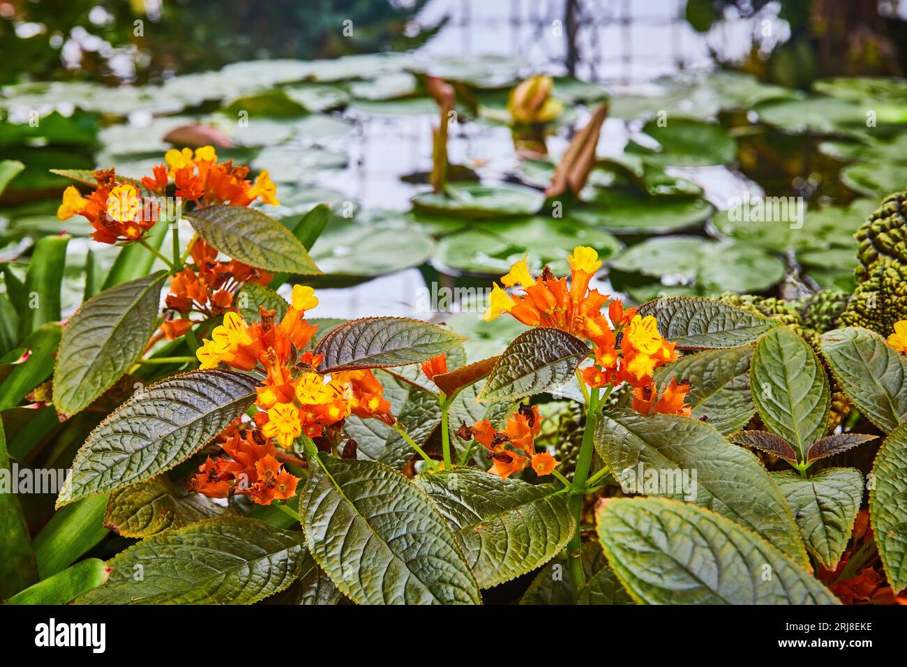 Tiny orange buds opening up to bright yellow flowers macro with pond in ...