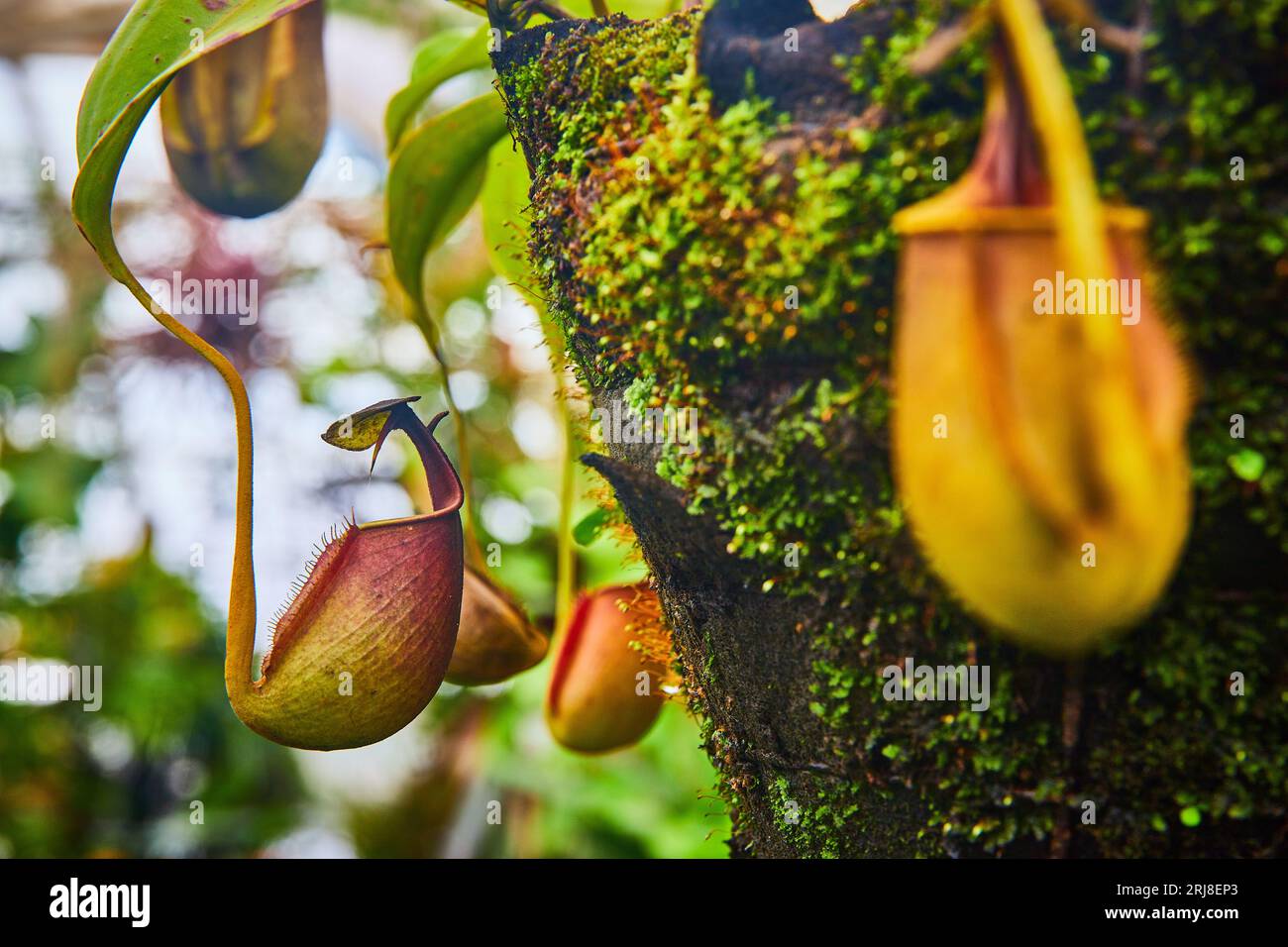 Multiple curled carnivorous pitcher plants close up with blurred ...