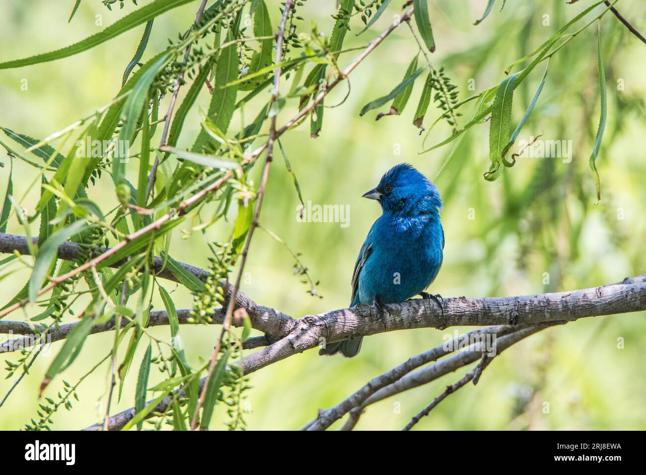 Leonabell turnbull hi-res stock photography and images - Alamy