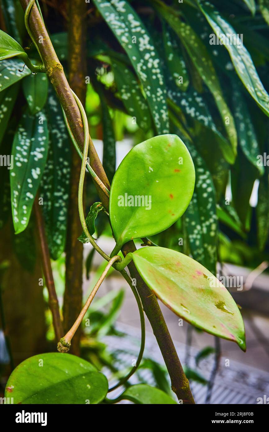 Green leaves on thin vine and dangling green and spotted white leaves ...