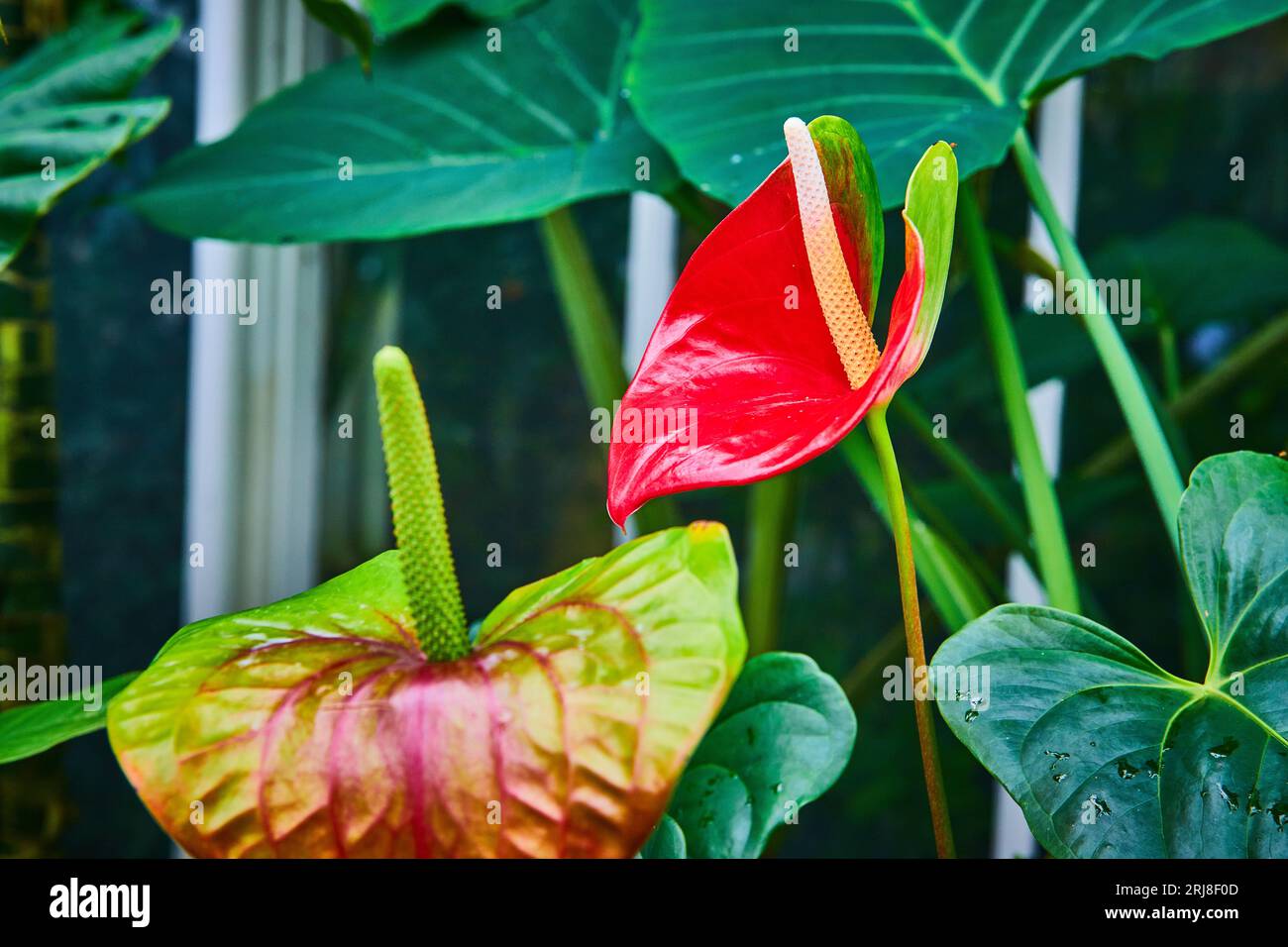 Dark red waxy leaf with leafy background and tall metal poles Stock ...