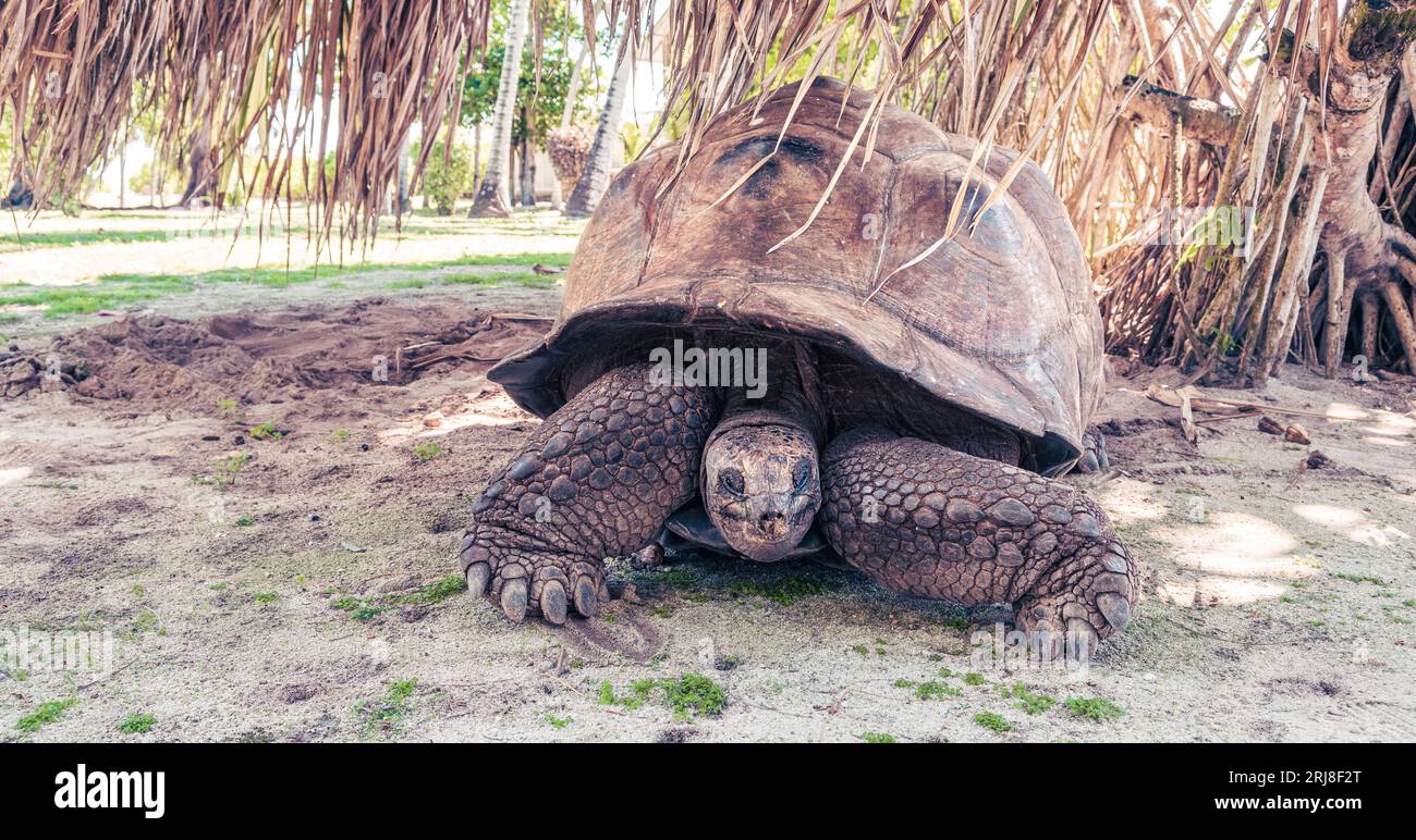 Full Grown Aldabra Tortoise