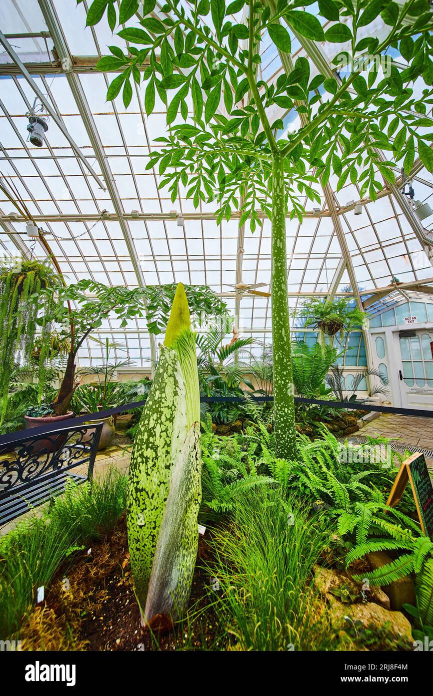 Corpse flower california hi-res stock photography and images - Alamy
