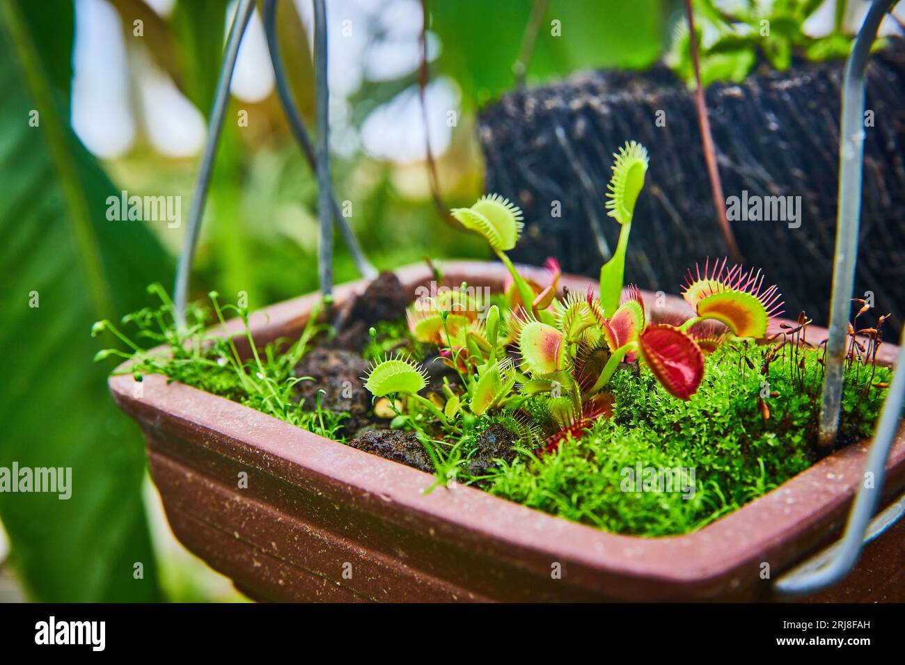 Venus fly trap carnivorous plants in macro close up of planter Stock ...