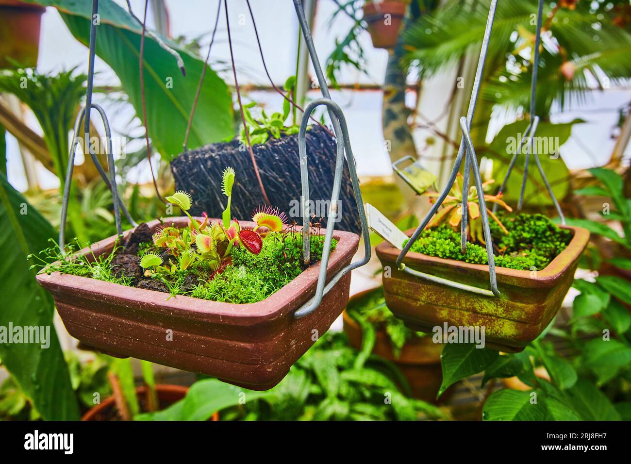 Carnivorous Venus fly trap plants in hanging planter with other potted ...