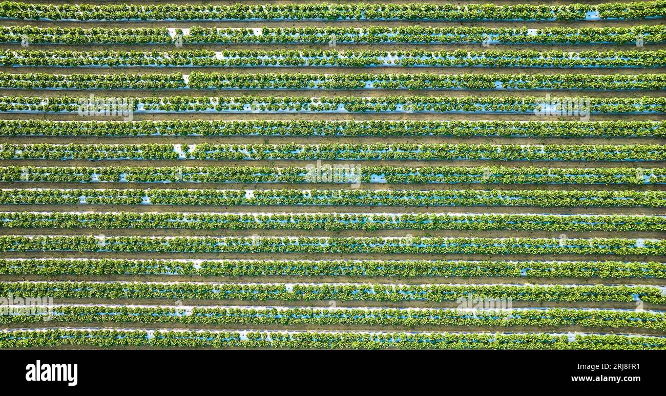 Aerial shot overhead rows plants hi-res stock photography and images ...
