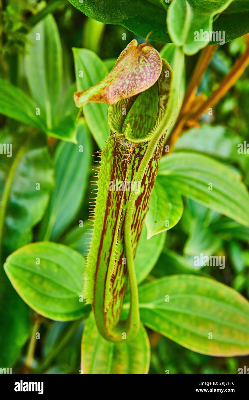 Interior of carnivorous plants hi-res stock photography and images - Alamy