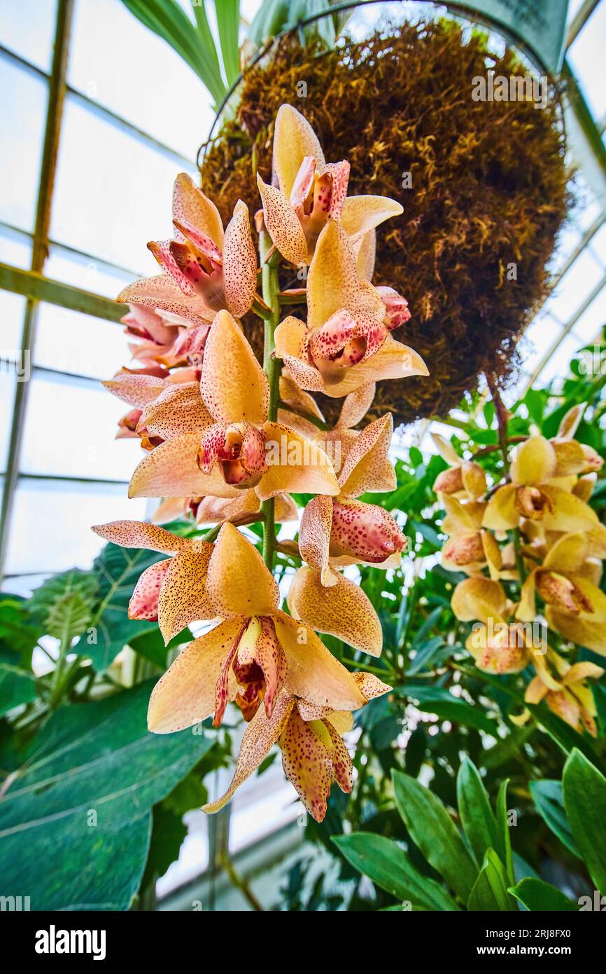 Peach colored orchids on long green vine dangling from hanging pot ...