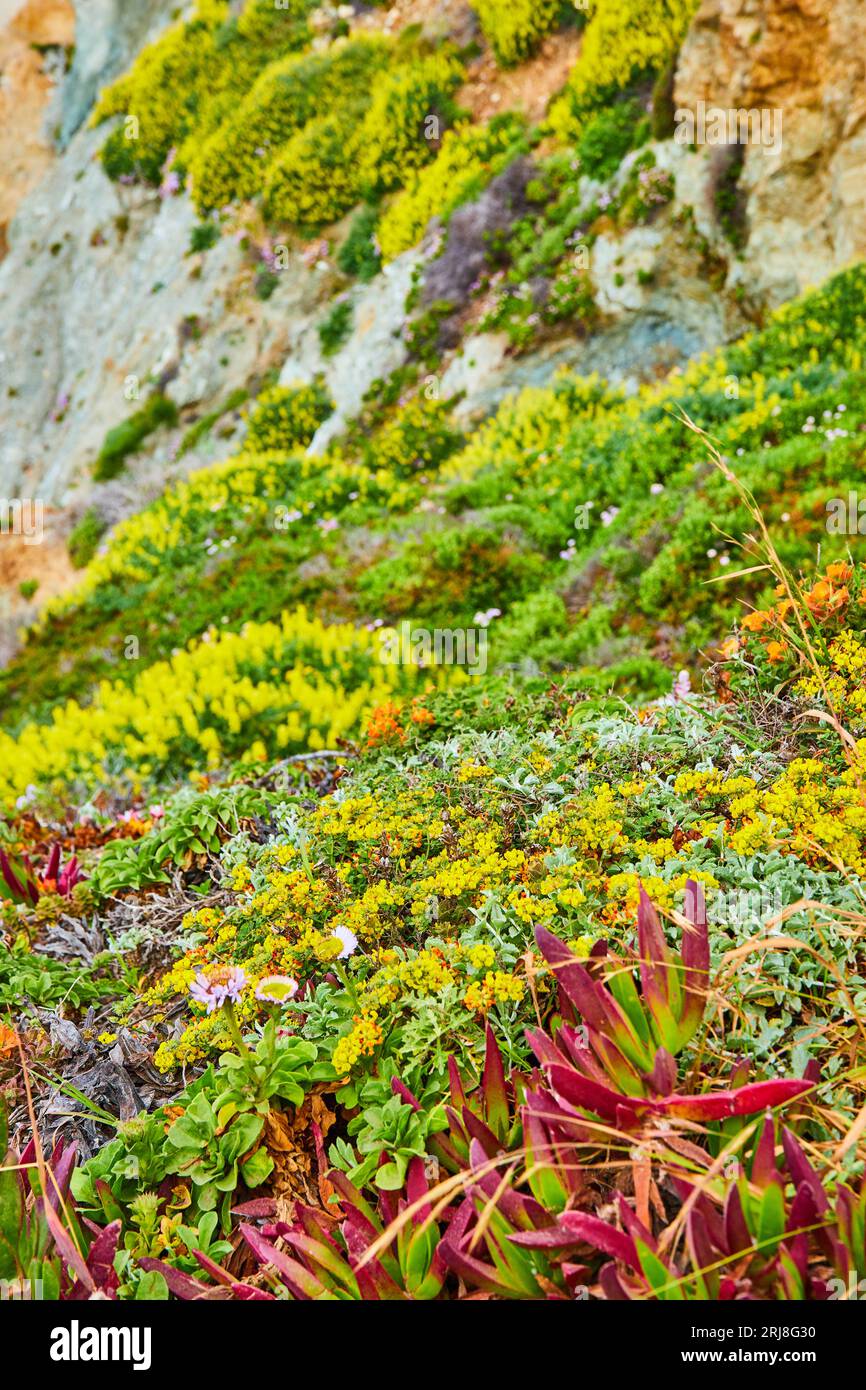 Gorgeous purple and green succulents with yellow wildflowers dotting ...