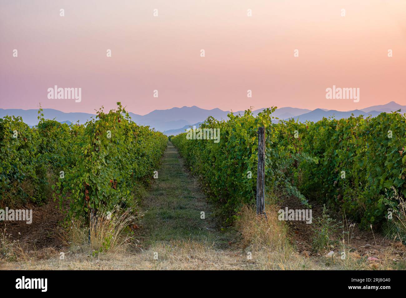 Vineyards in Montenegro. Rows of vine on a grape field at sunset . Wine ...