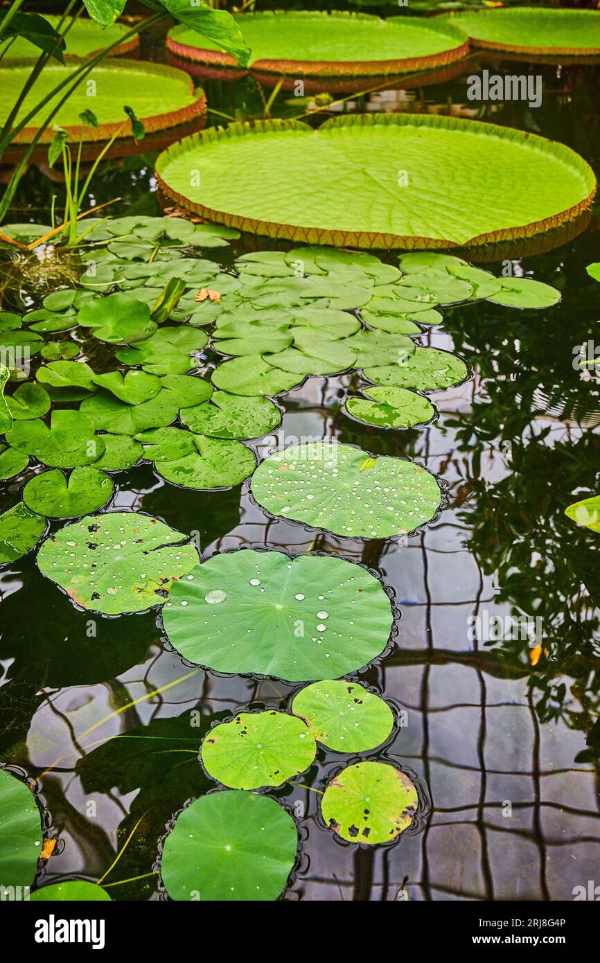 Waterlily pond with multiple lily pads floating on dark water Stock Photo - Alamy