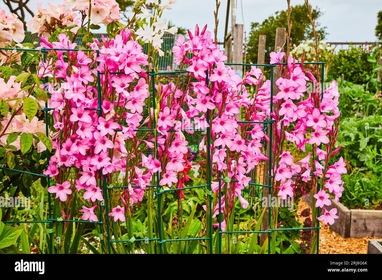 Brilliant and gorgeous pink flowers crowding green wire garden fence ...