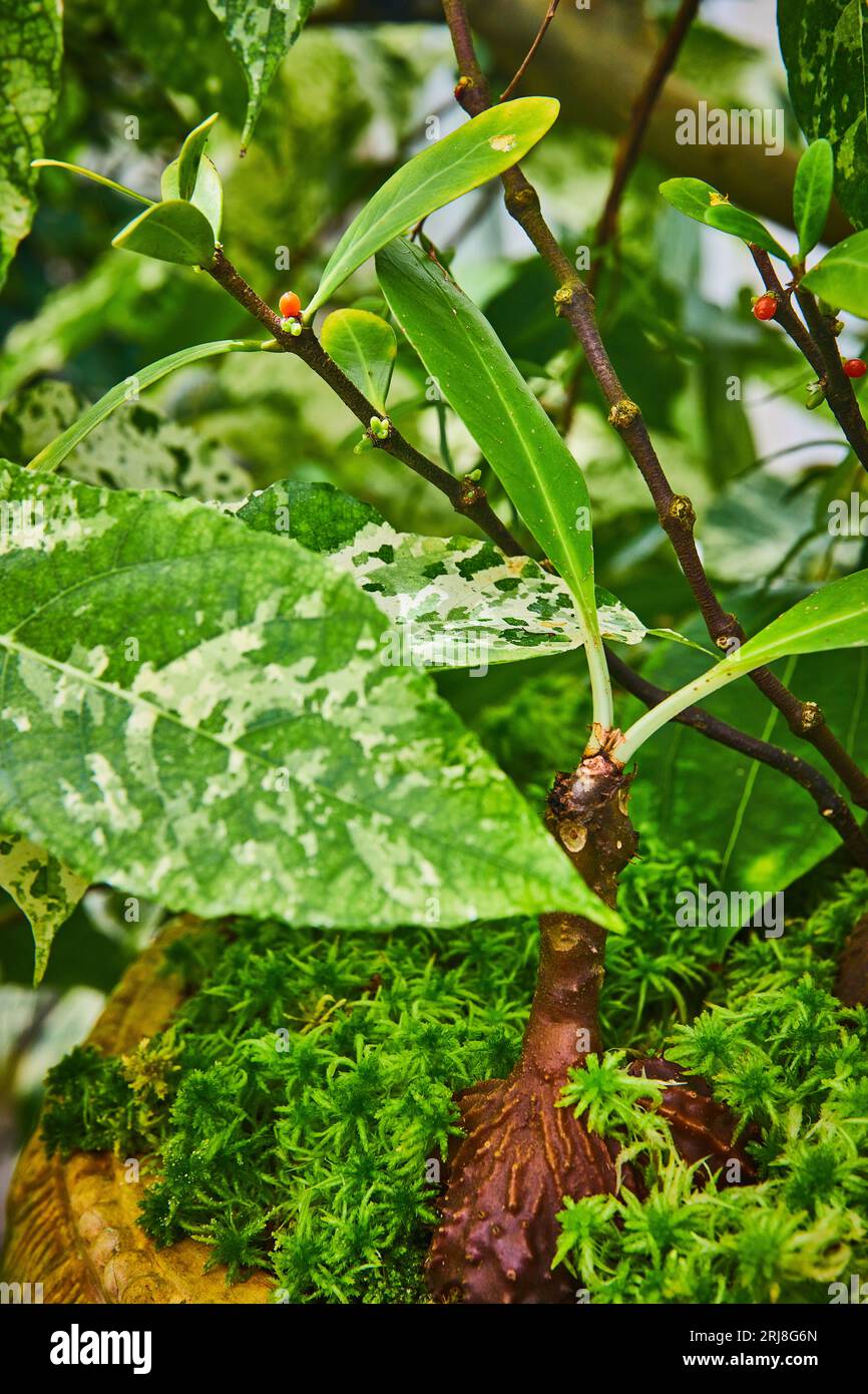 Bulbous base hi-res stock photography and images - Alamy