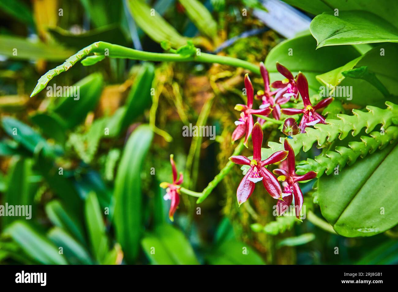 Dark red orchids hi-res stock photography and images - Alamy