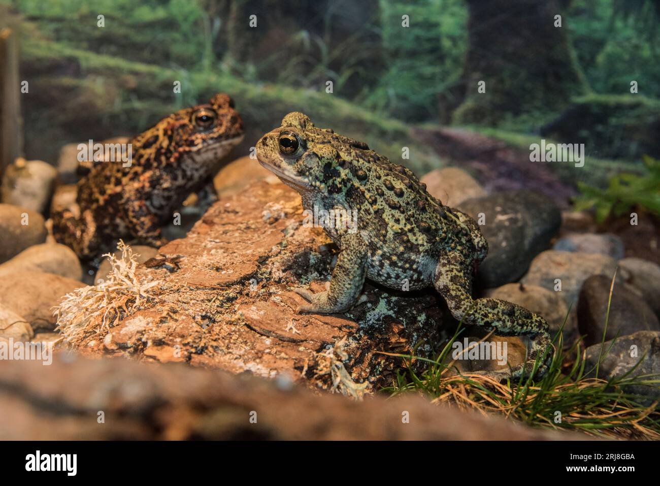 The western toad (Anaxyrus boreas) is a large toad species, between 5.6 ...