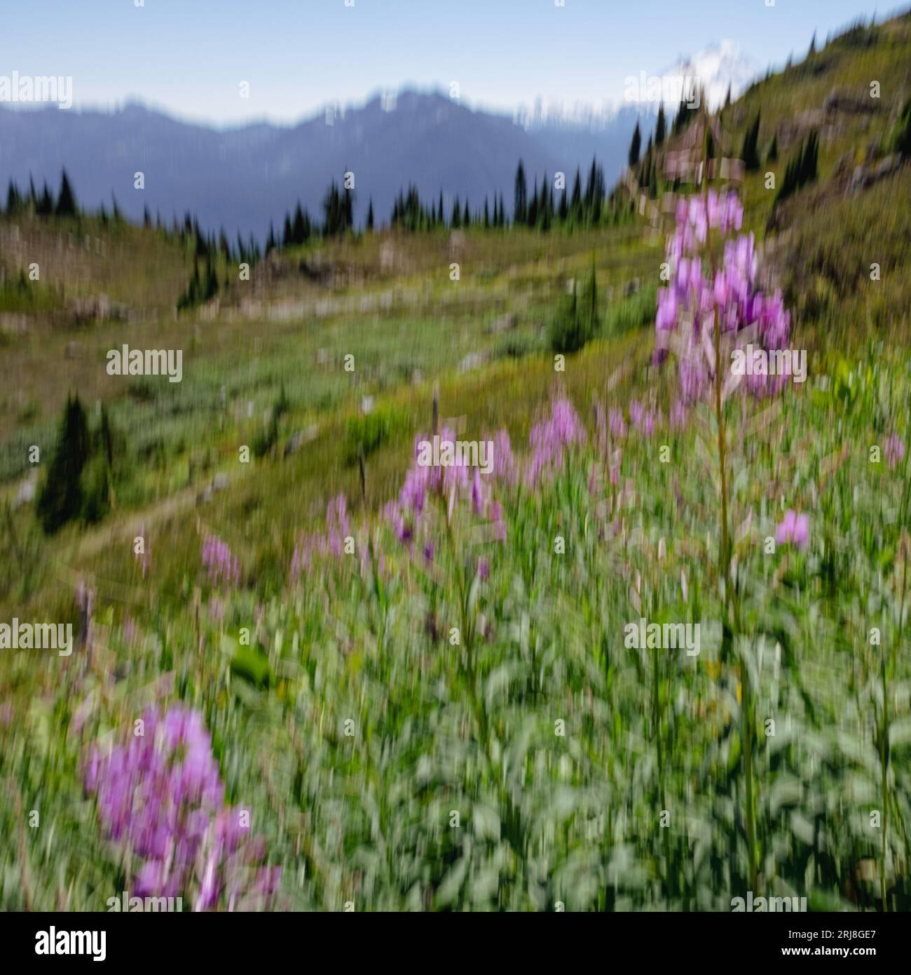 Intentional Camera Movement (ICM) is used to create an impressionist ...