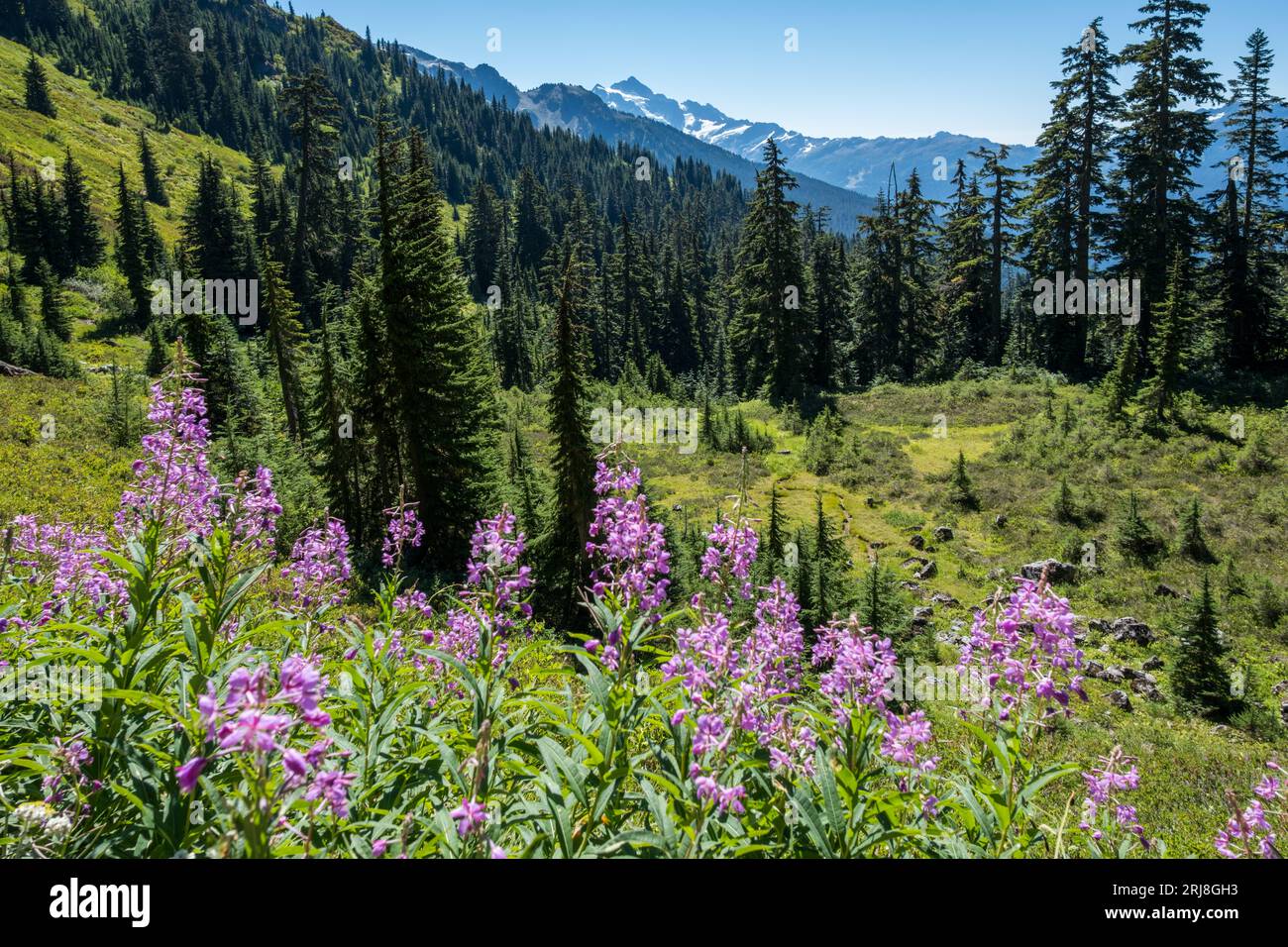 With a foreground of wind-blown and blurred fireweed, a mid-ground of ...