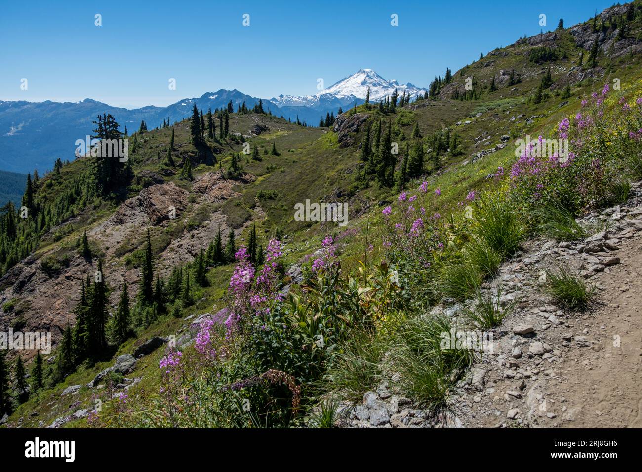 View from trail lined with purple fireweed across alpine meadows to Mt ...