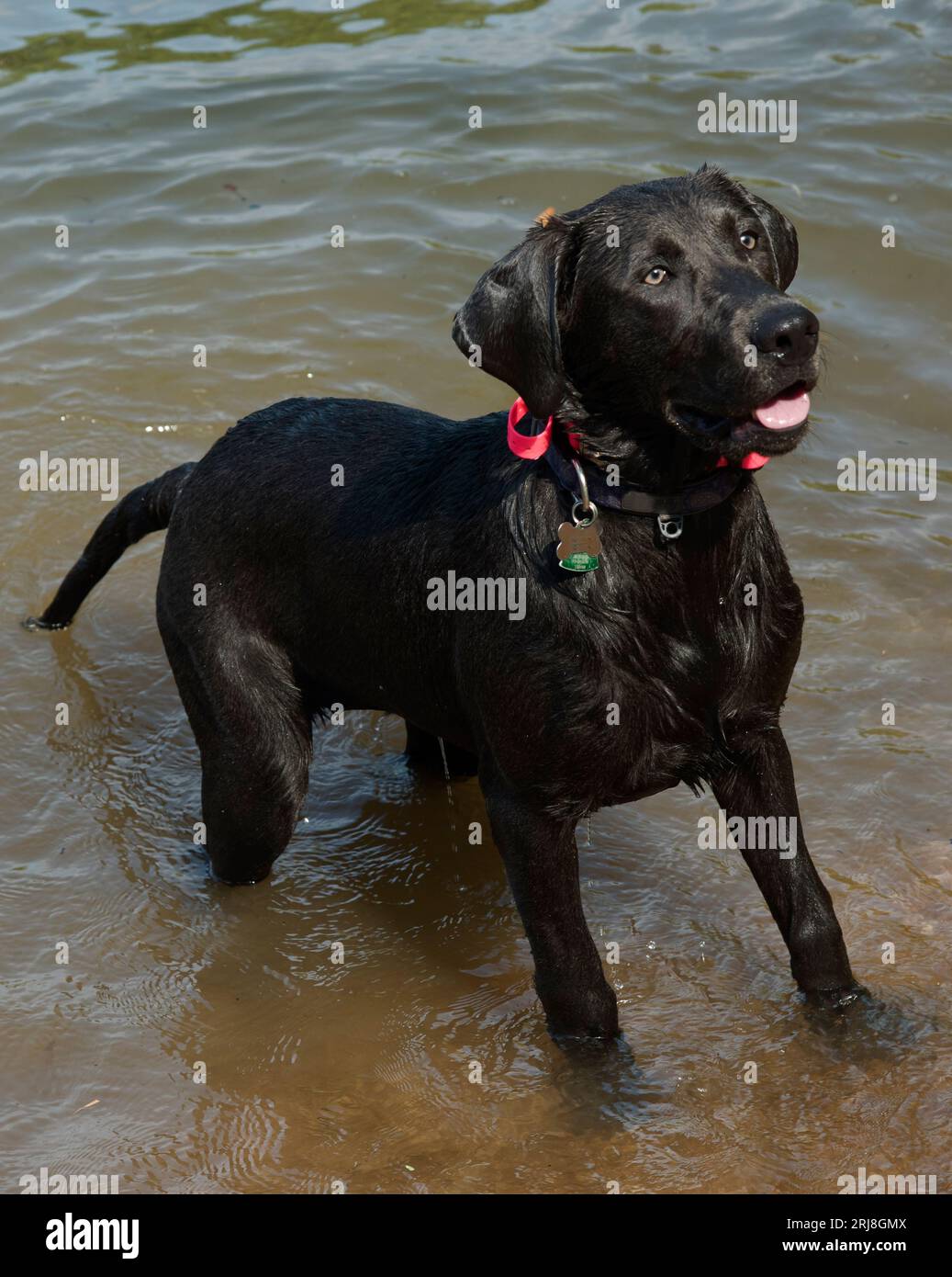 Wylie a labrador retriever, waits to retrieve a stick Stock Photo - Alamy
