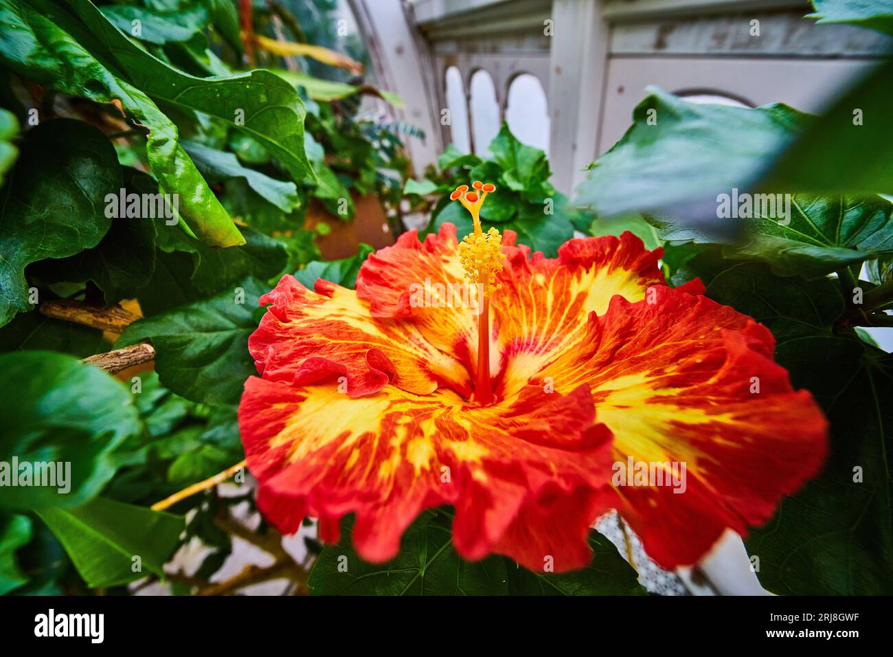 Gorgeous side view of blooming flower the color of fire Stock Photo - Alamy