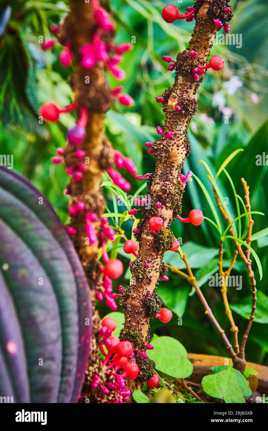 Pink bulbs growing off rotting wooden stick close up with green ...