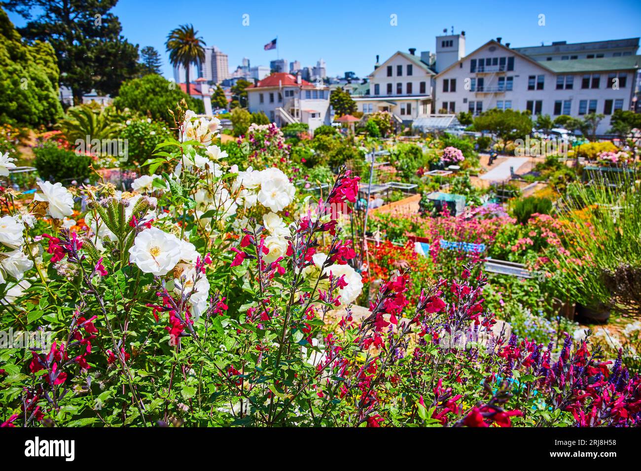 Super colorful view of flower garden at Fort Mason with San Francisco ...