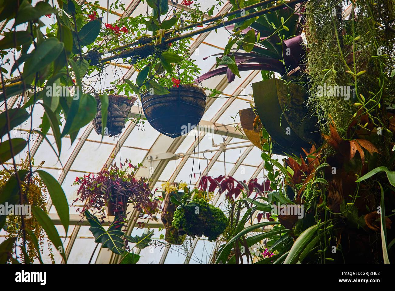 Hanging plants in pots dangling from curved conservatory windows Stock ...