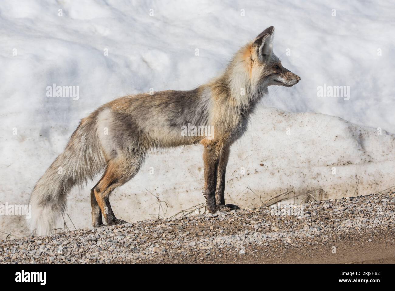 A red fox, hunting on snow in early spring, Island Park, Idaho, USA ...