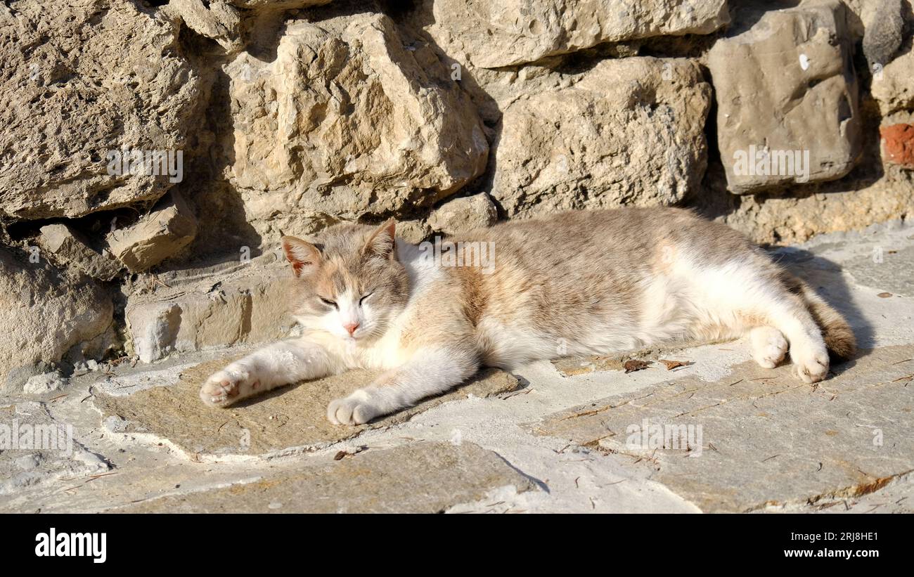 How to make my cat sleep hi-res stock photography and images - Alamy