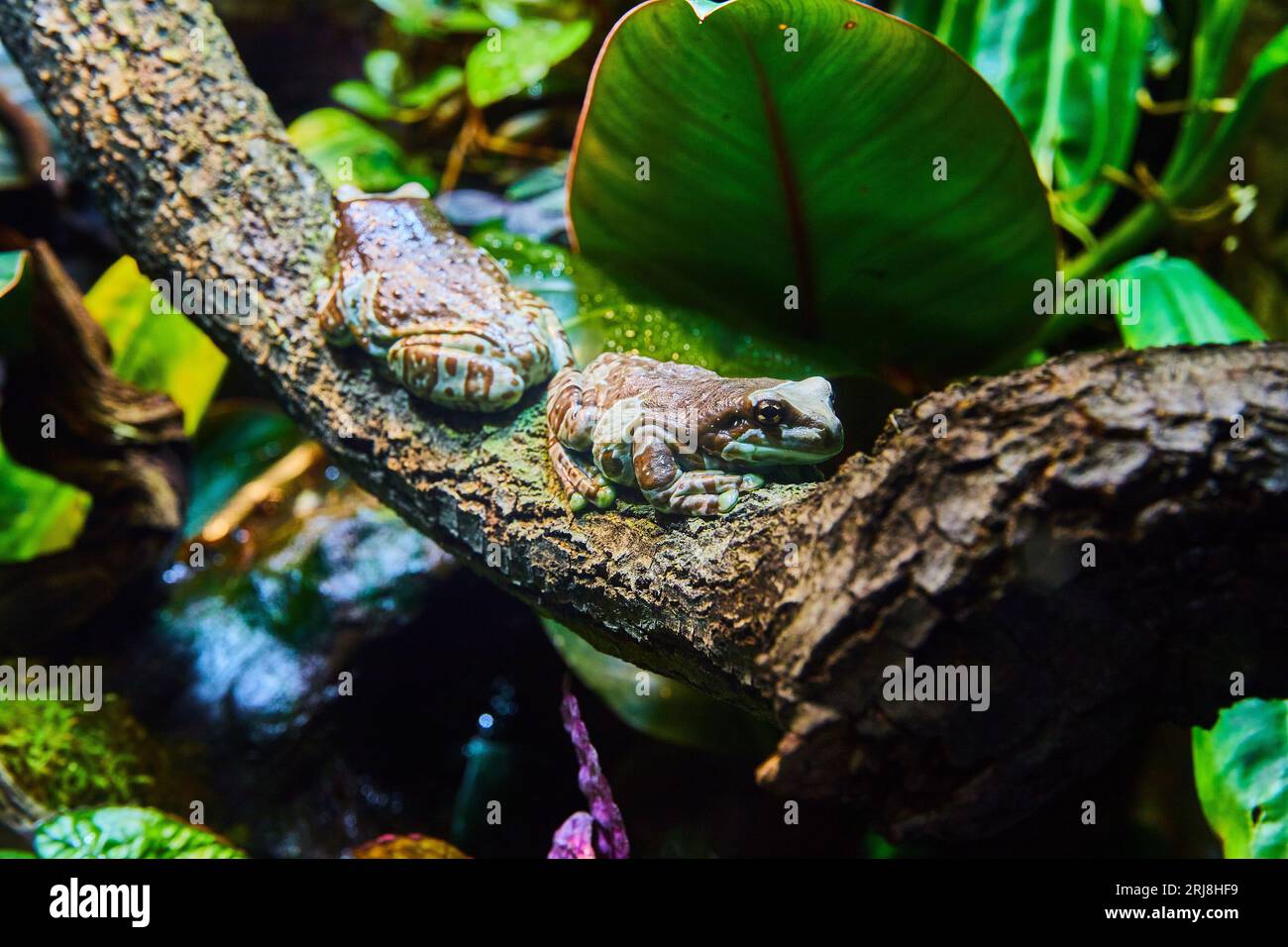 Two brown and light green frogs on large bumpy log in terrarium exhibit ...