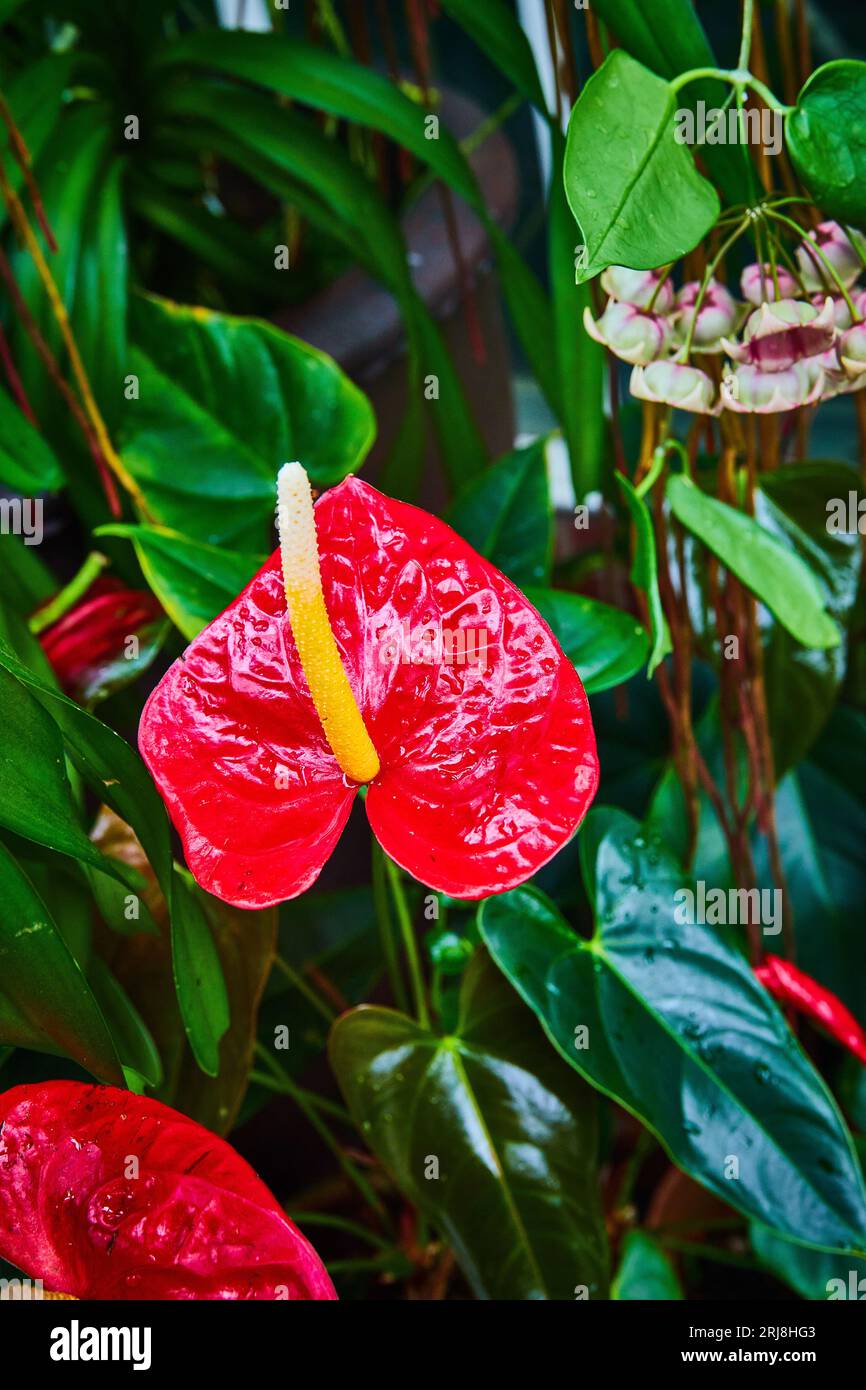 Waxy red leaves with tall yellow stems and green plants in background ...