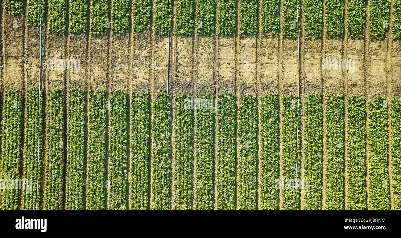 Overhead aerial of strawberry plants in several long vertical rows with ...