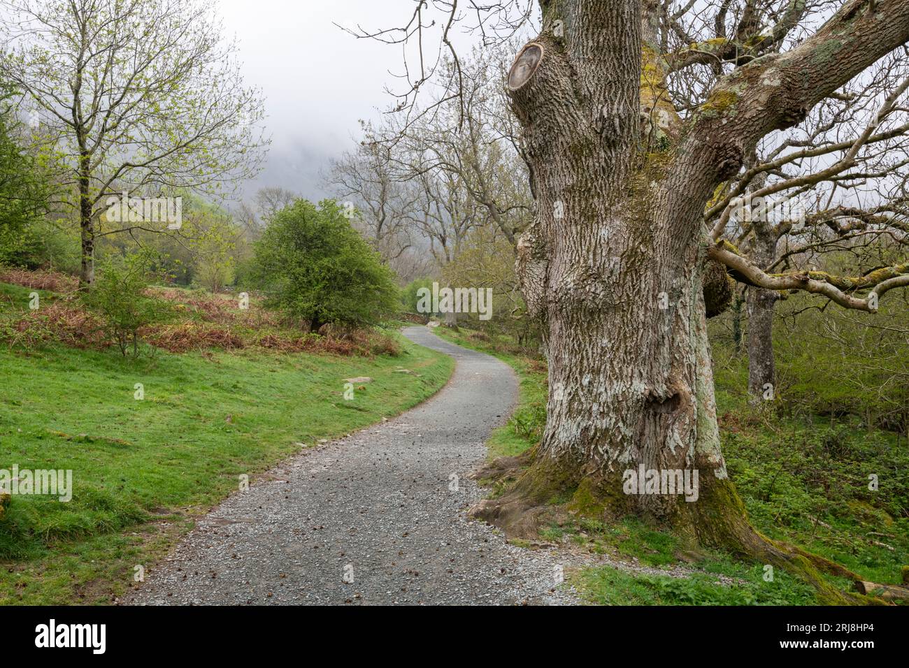 Footpath to Aber Falls a spectacular feature on the edge of the ...