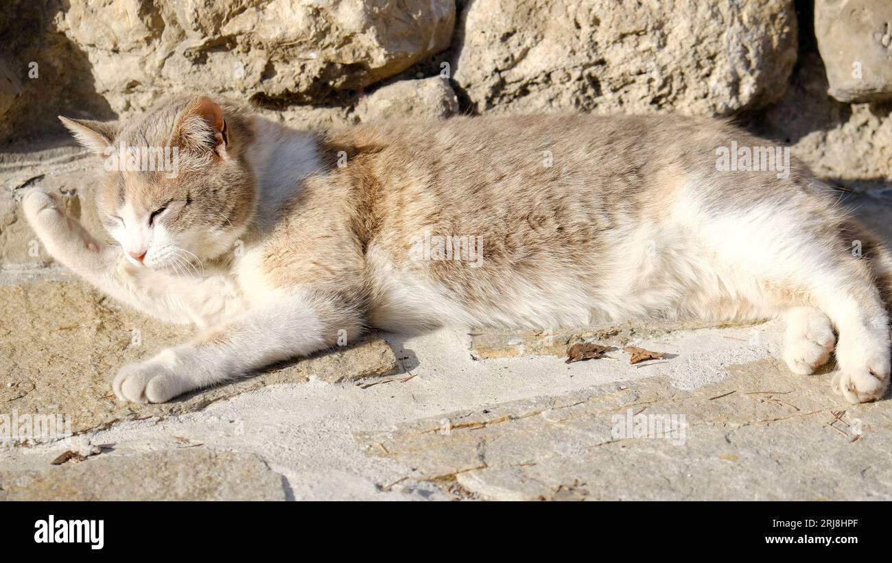 Sweet cat relaxing on the sun Stock Photo - Alamy