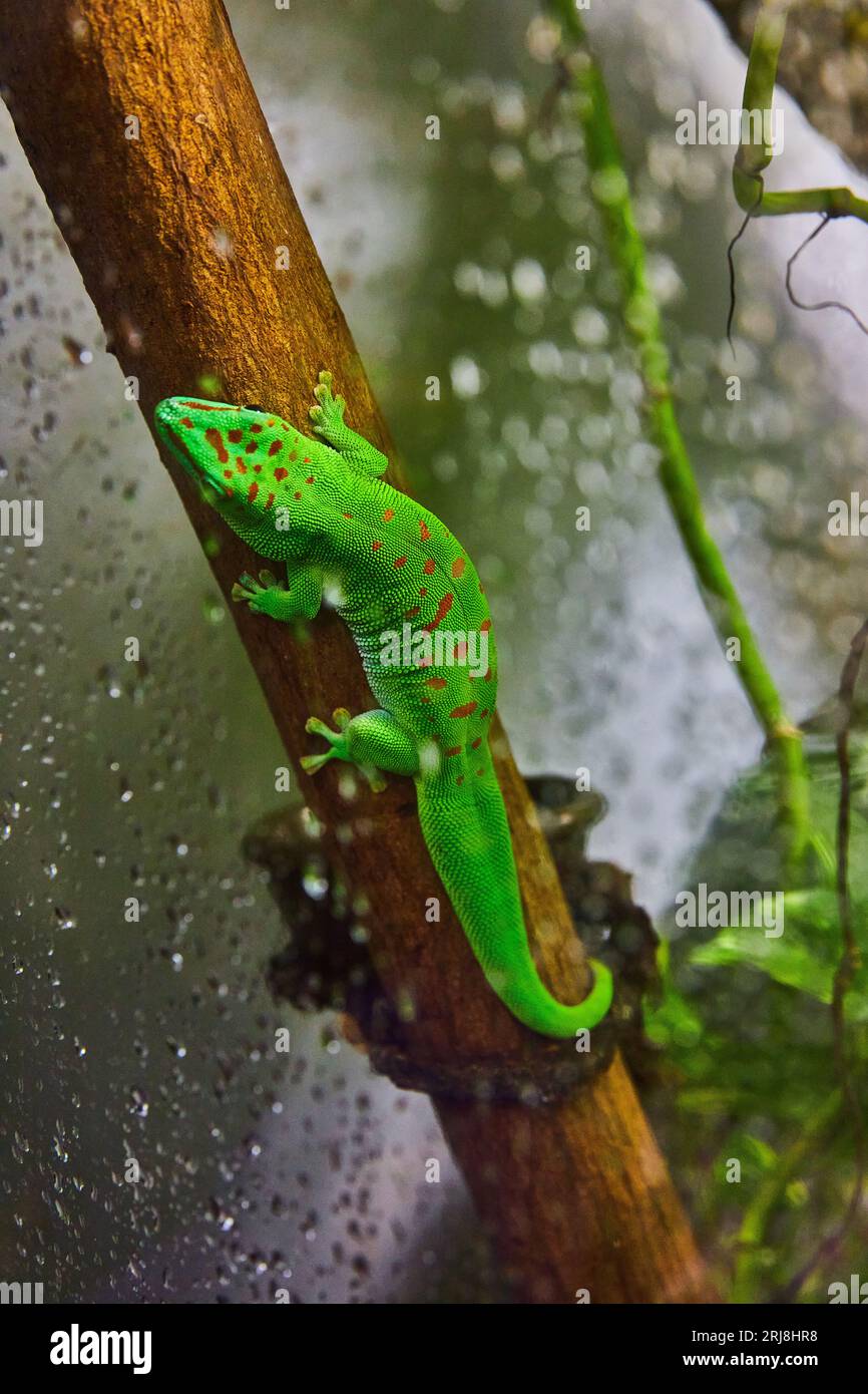 Spotted green lizard with orange spots resting on vertical log against ...
