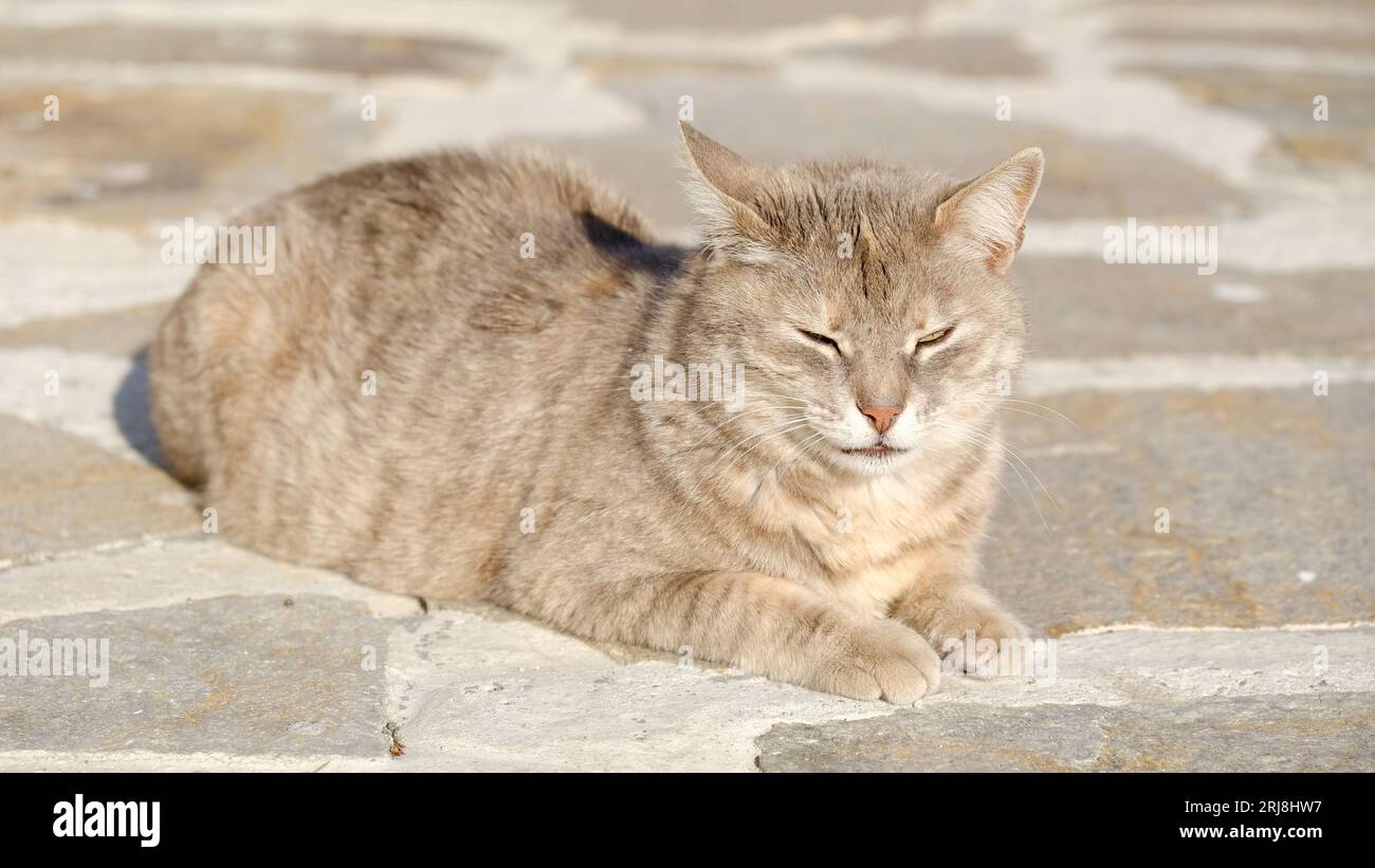 Shy cat relaxing on the sun Stock Photo - Alamy