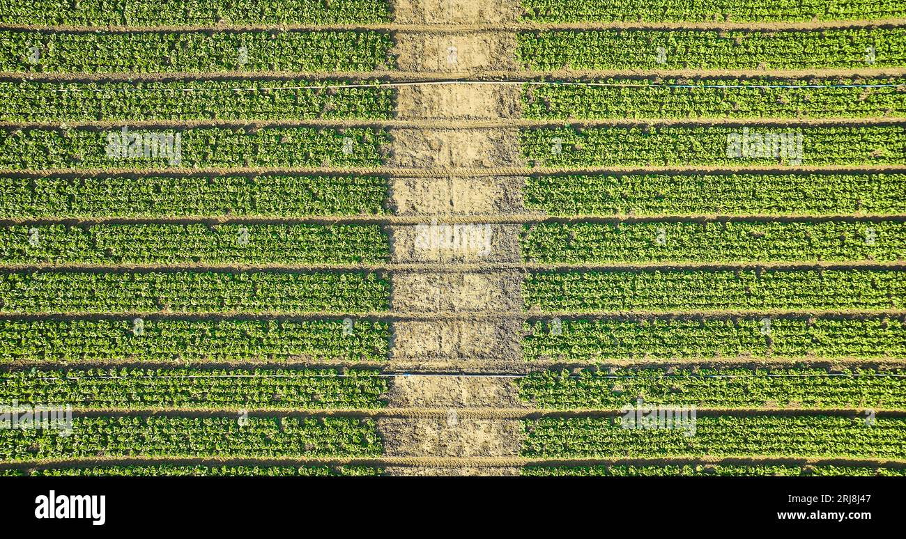Overhead aerial of strawberry plants in several long horizontal rows ...