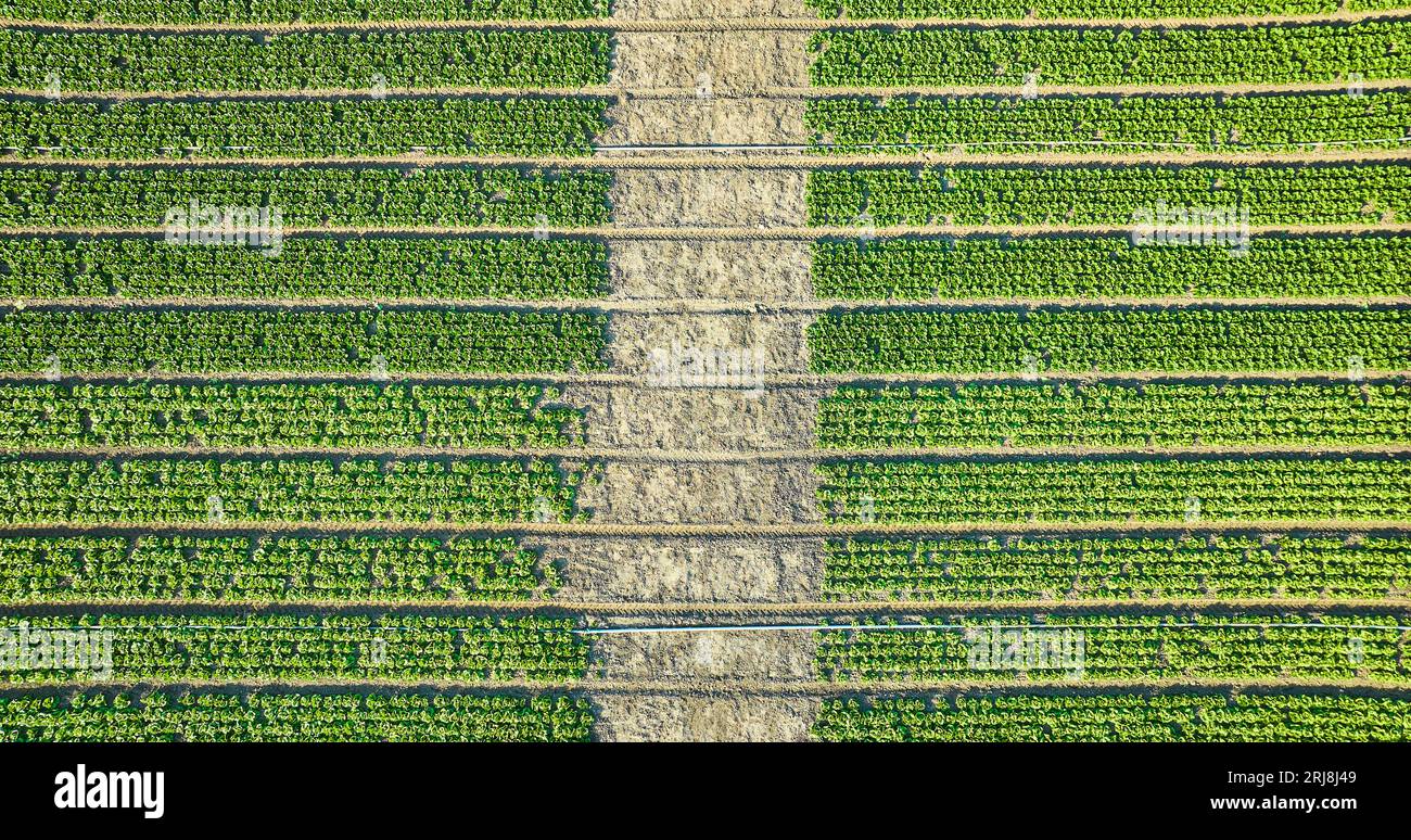 Aerial shot overhead rows plants hi-res stock photography and images ...