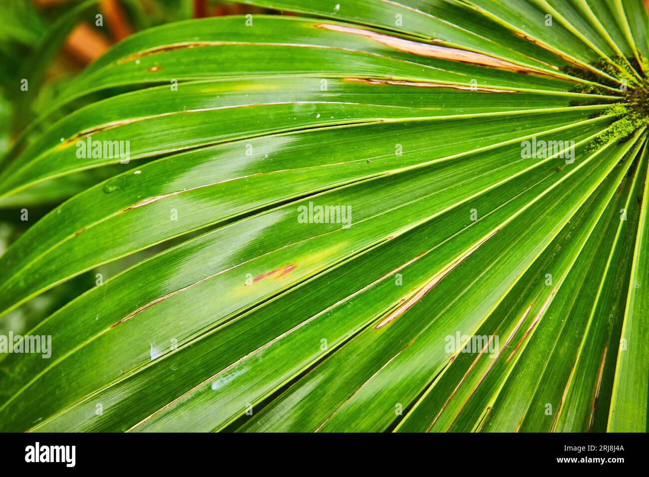 Curving fronds of leafy plant with top right having the top of the ...
