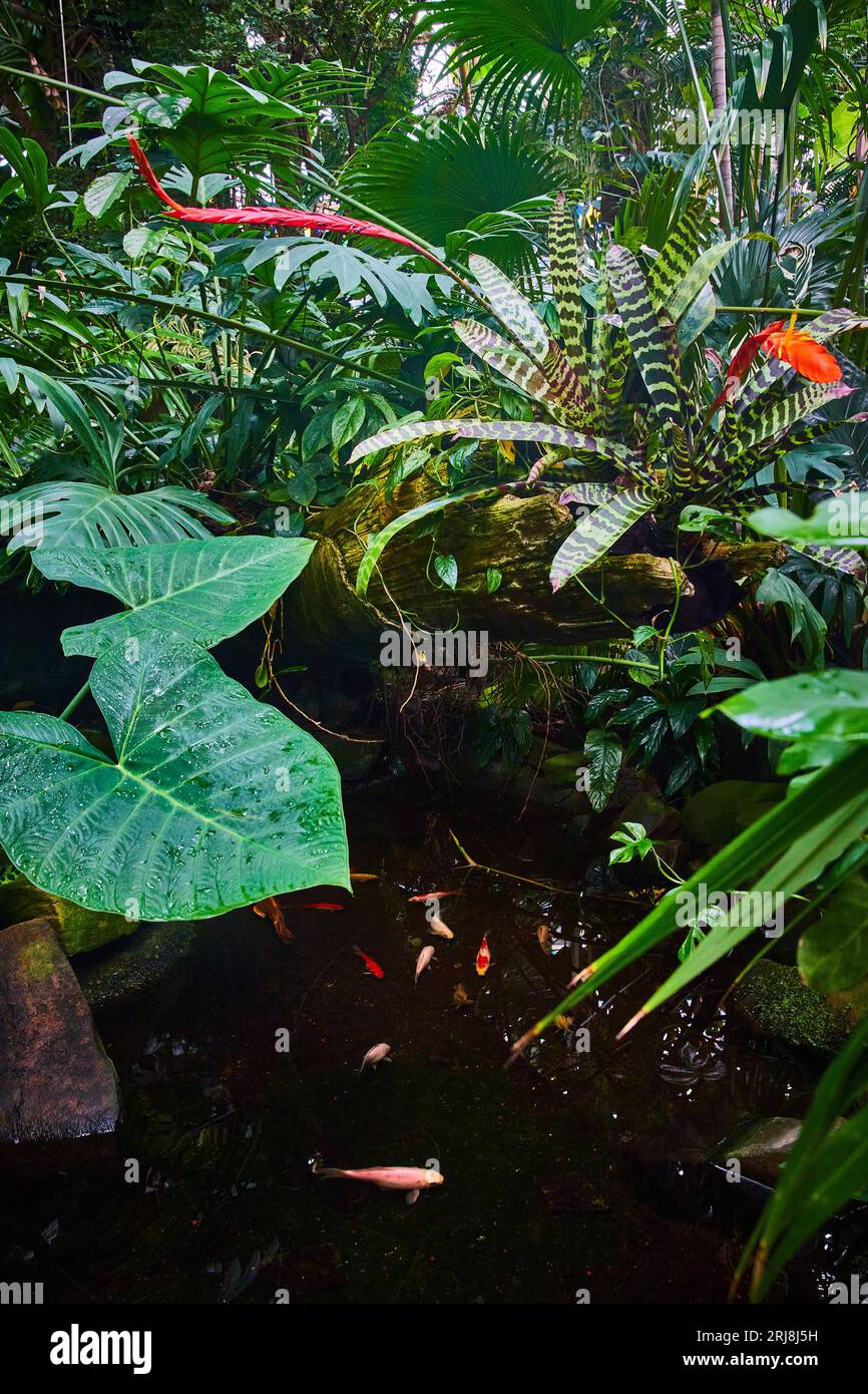 Coy fish in pond below jungle of plants in conservatory Stock Photo - Alamy
