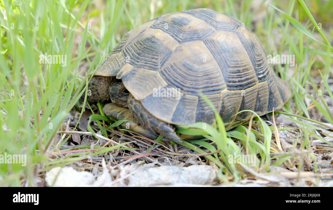 A shy turtle in the grass Stock Photo - Alamy